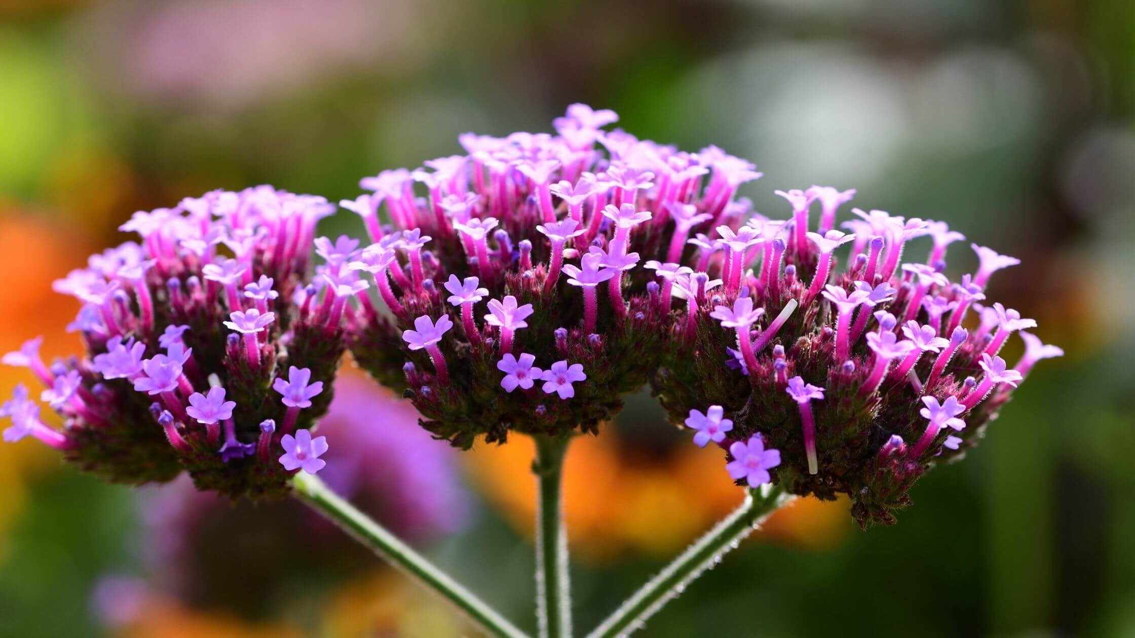 Top 5 Menopause Herbs To Relief Symptoms